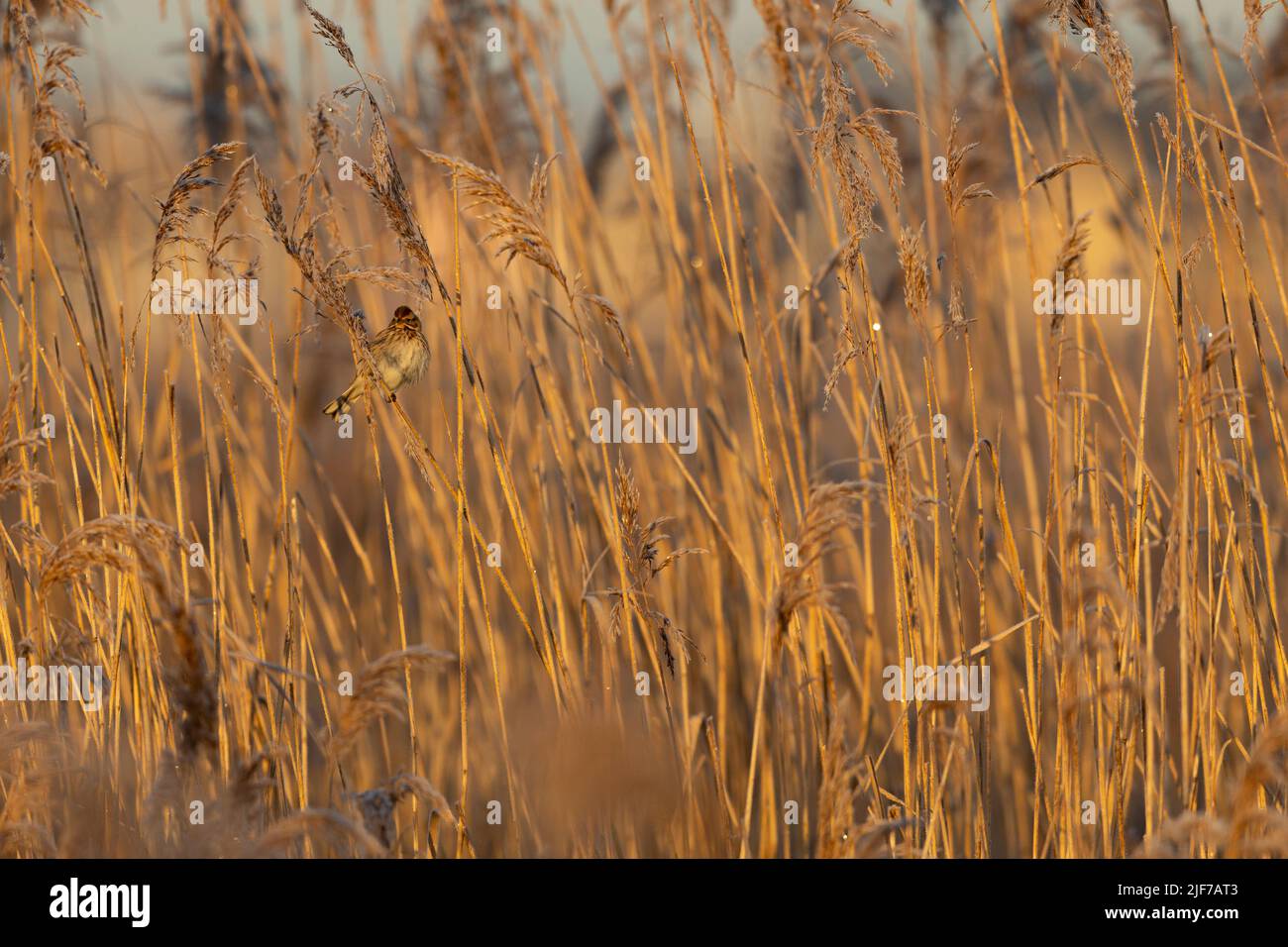 Common reed bunting Emberiza schoeniclus, first winter female feeding ...