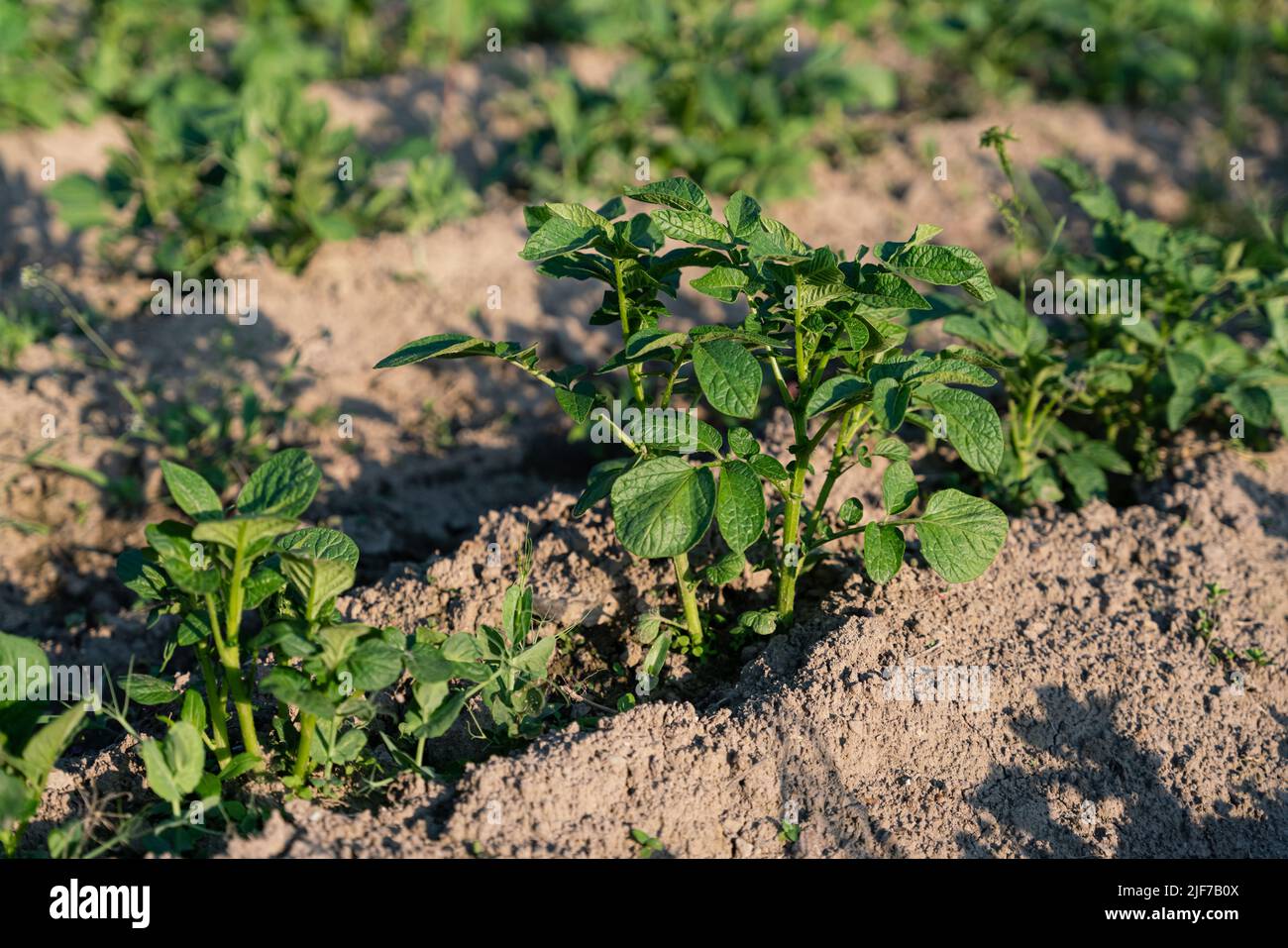 potato bush. growing potatoes in the garden. High quality photo Stock ...