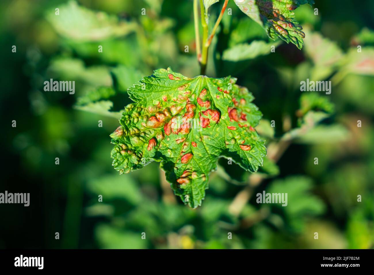 Green peach aphid hi-res stock photography and images - Alamy