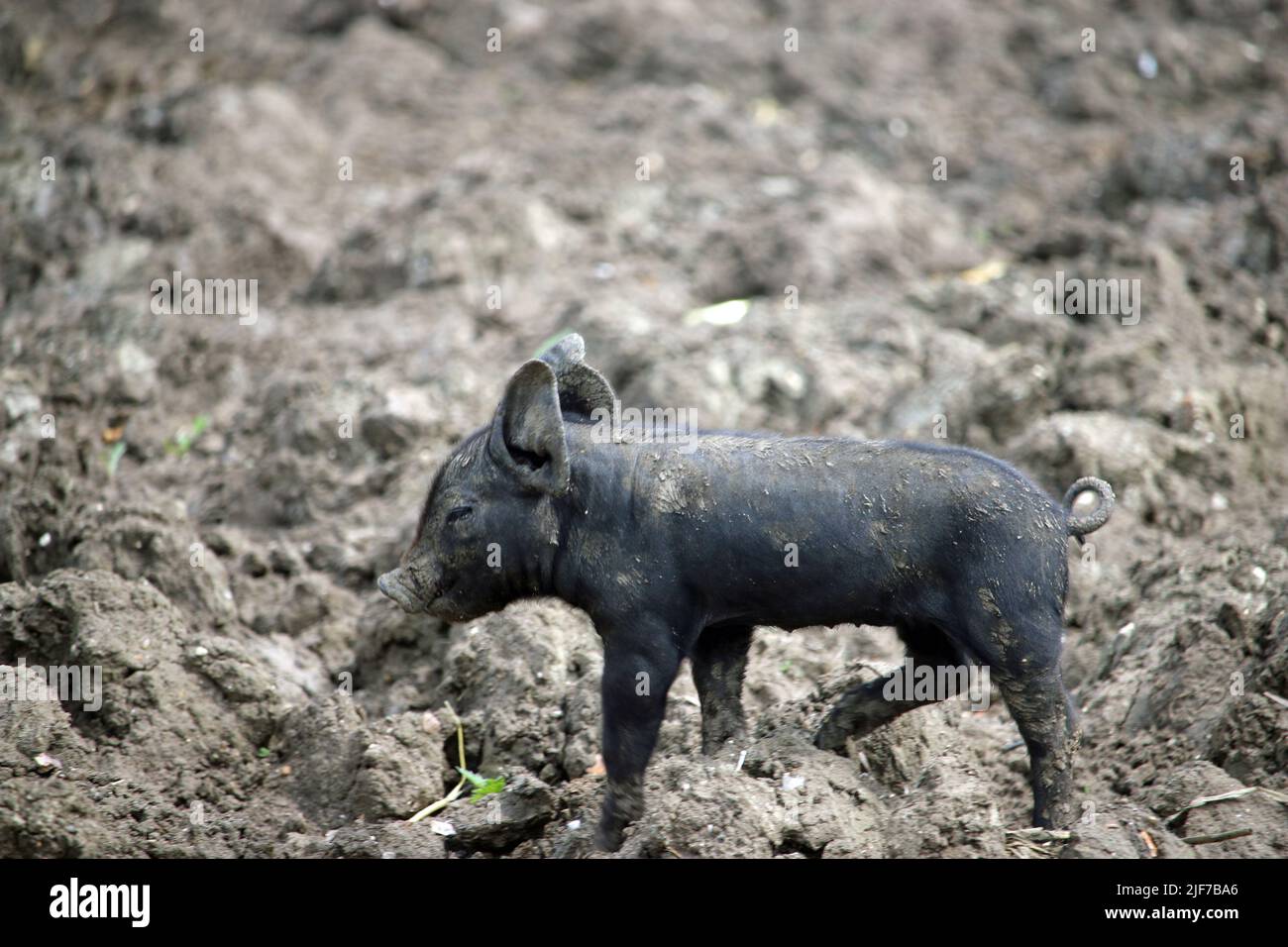 Black piglet in a muddy field with mud blurred in the background Stock ...