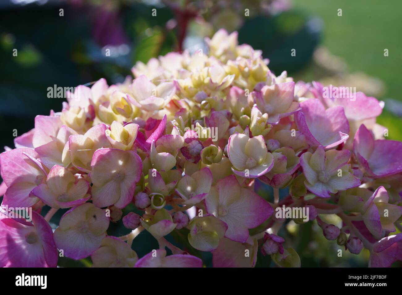 A bunch of Hydrangea flowers blooming in a garden Stock Photo - Alamy