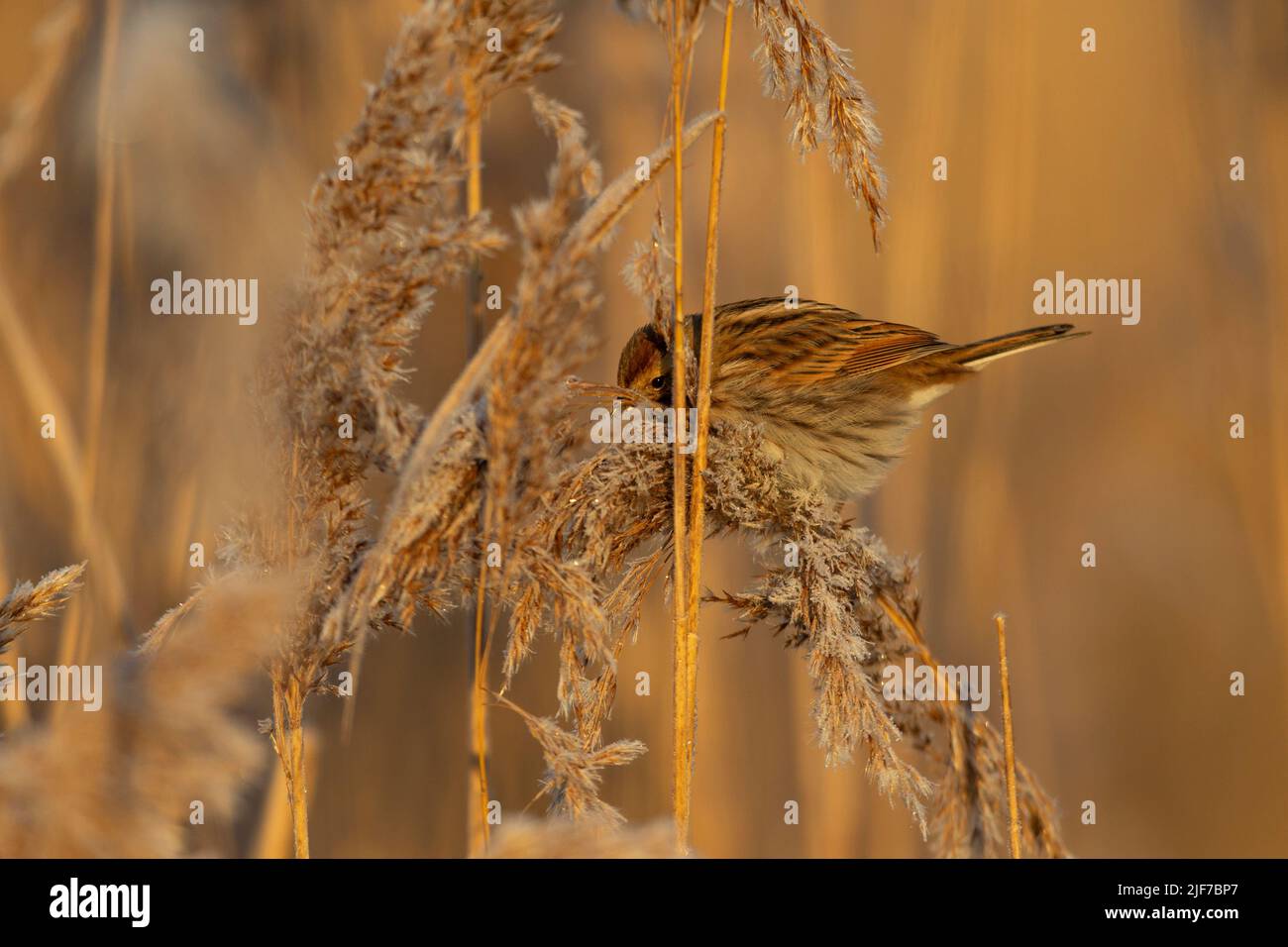 Common reed bunting Emberiza schoeniclus, first winter female feeding ...