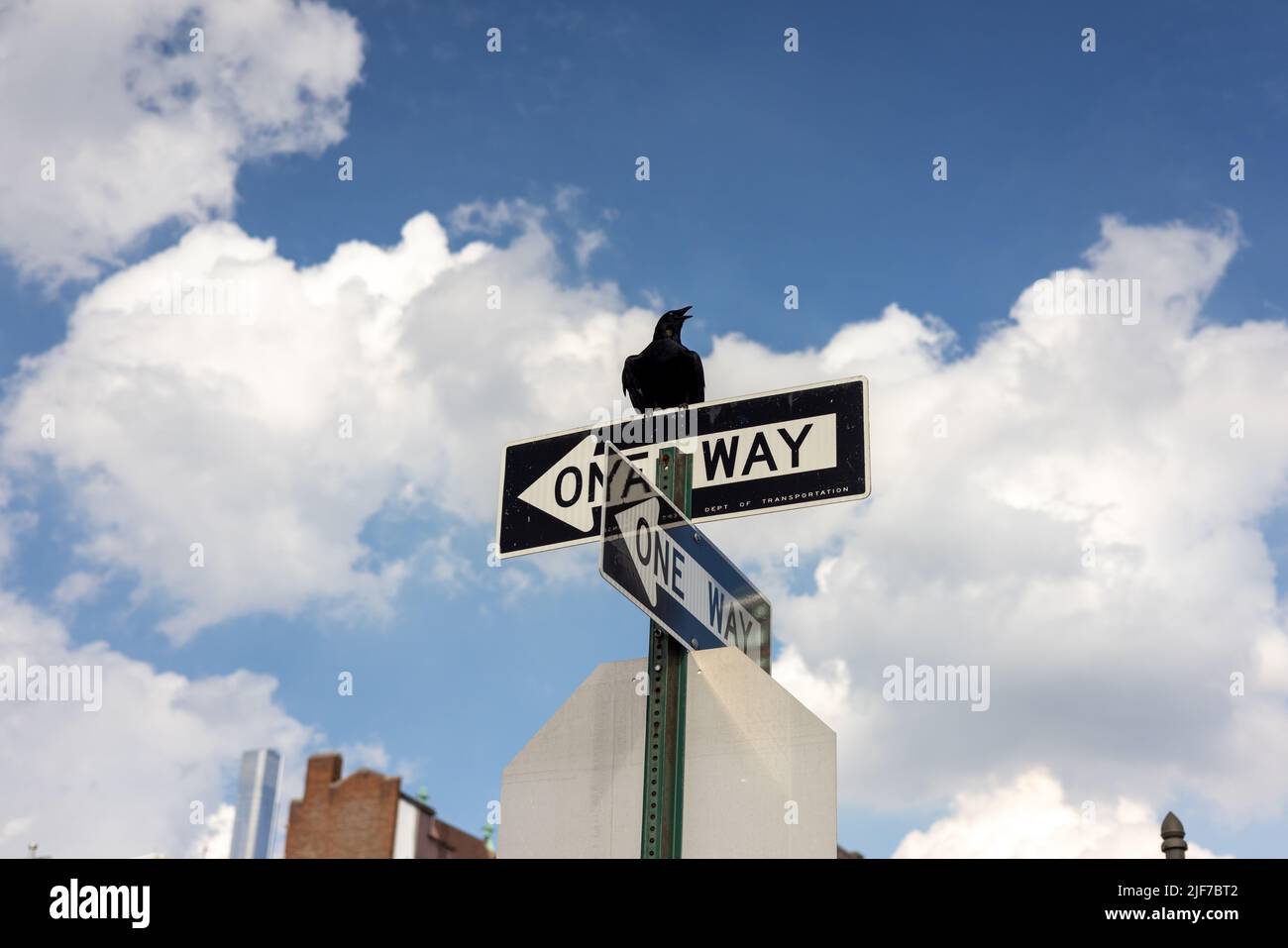 Close up raven sitting on hi-res stock photography and images - Alamy