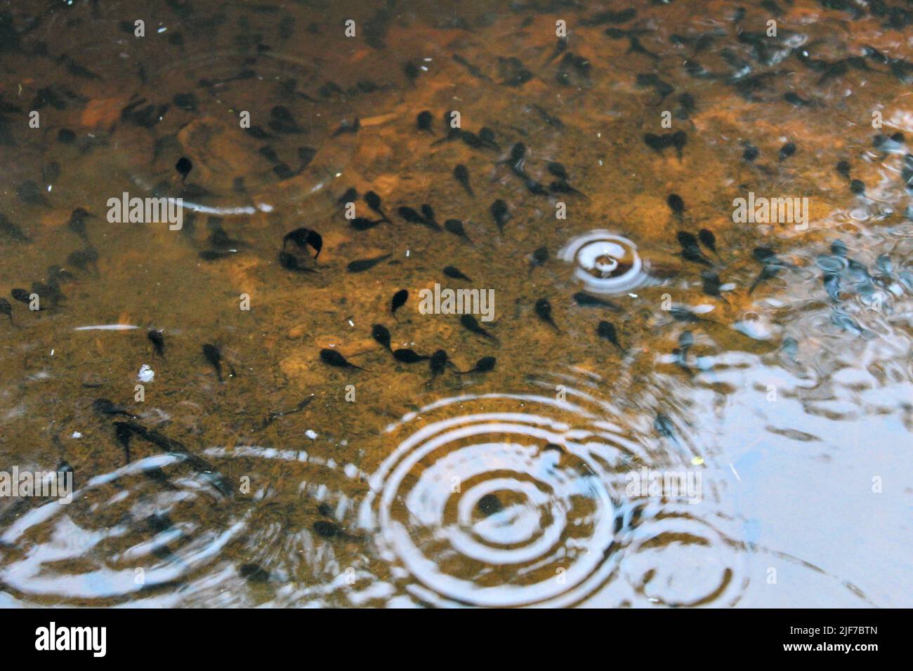 A close-up shot of tadpoles in the pond Stock Photo - Alamy