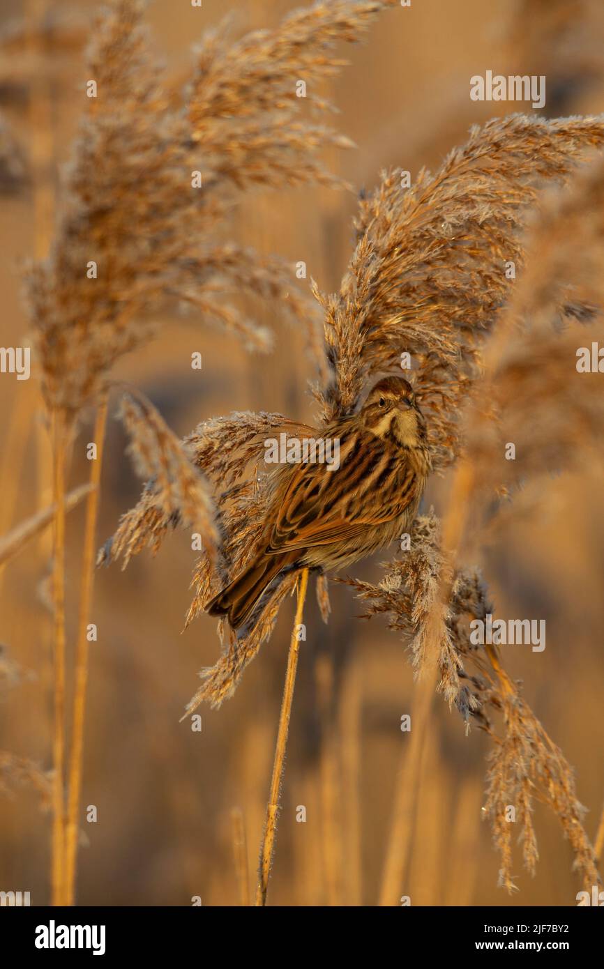 Common reed bunting Emberiza schoeniclus, first winter female feeding ...