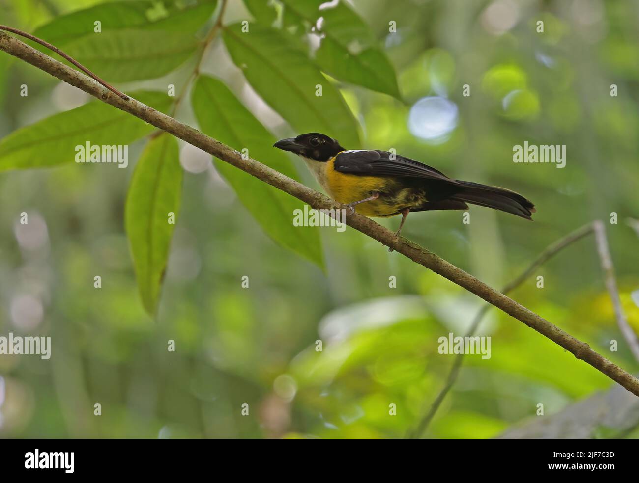 Lanio leucothorax hi-res stock photography and images - Alamy