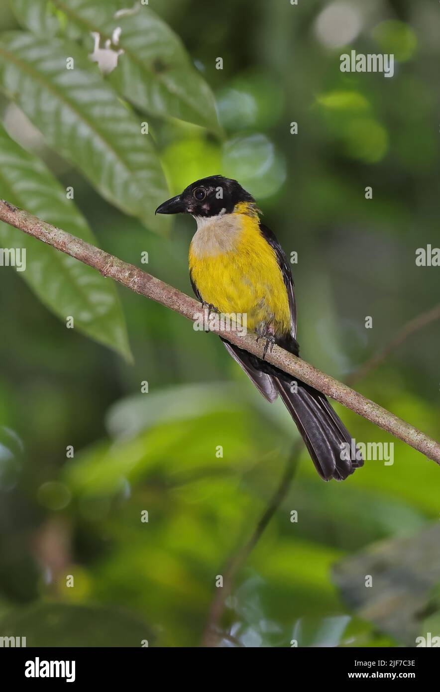 White-throated Shrike-tanager (Lanio leucothorax) adult perched on ...