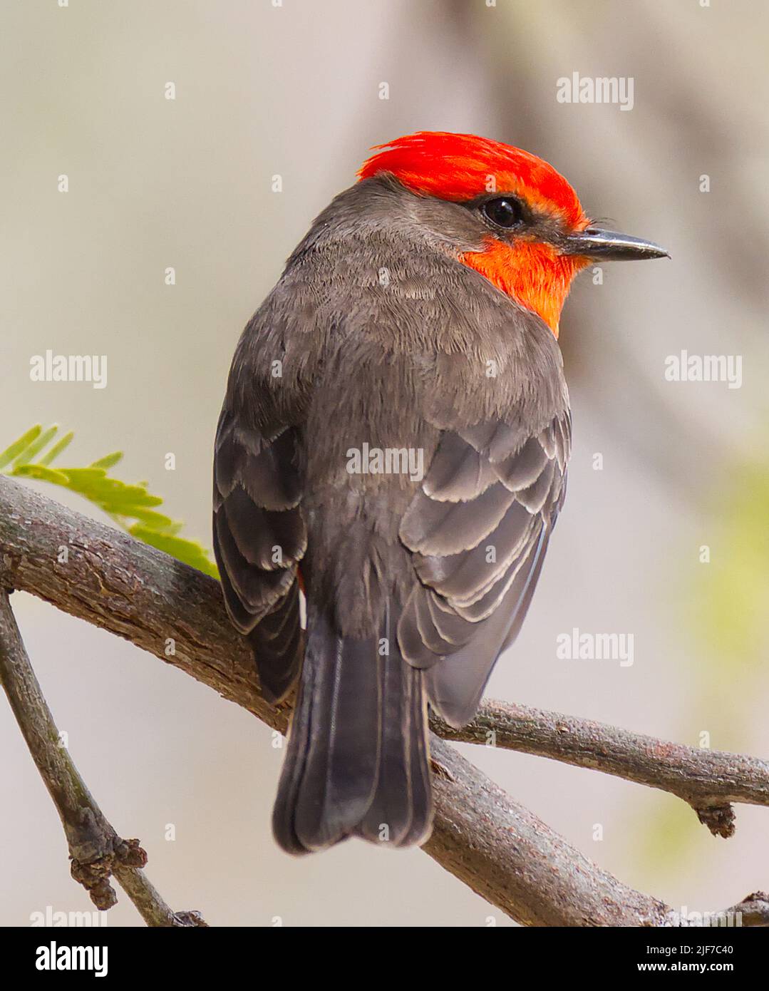 Red capped robin hi-res stock photography and images - Alamy