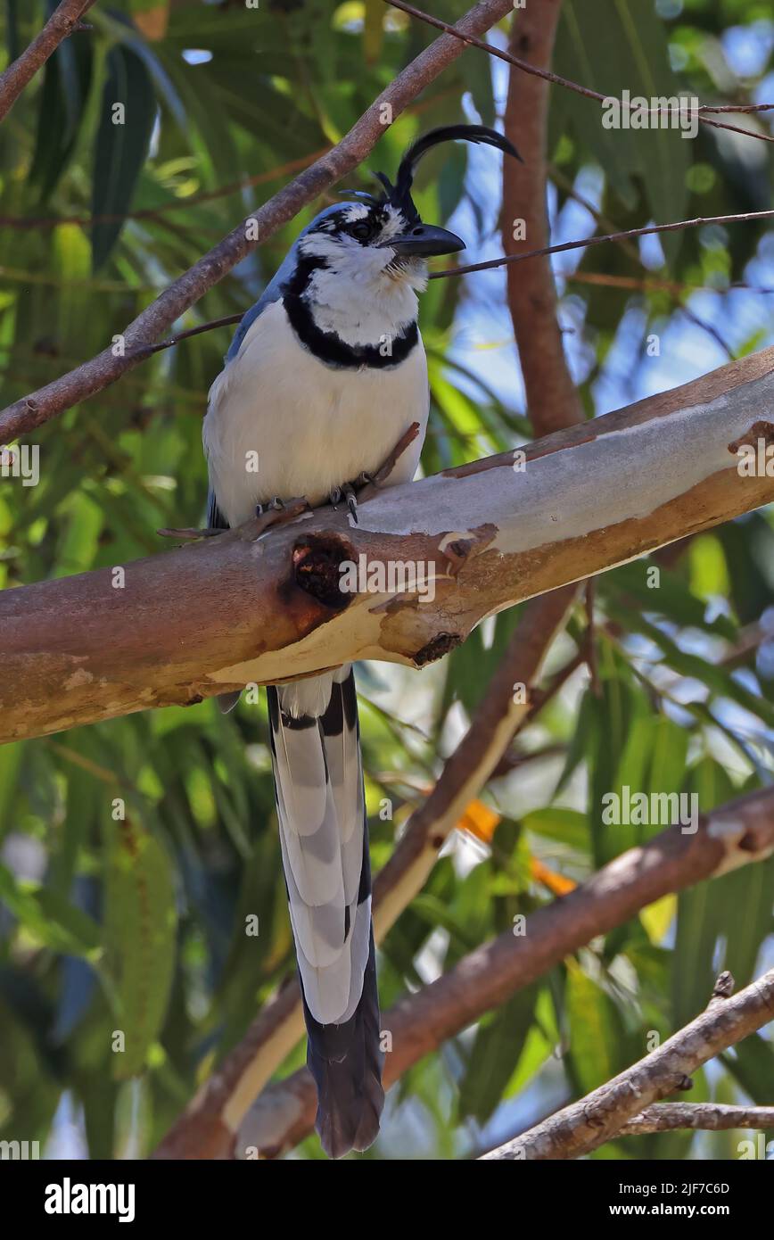White-throated Magpie-jay (Cyanocorax formosus pomatus) adult perched ...