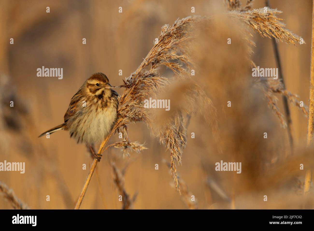 Common reed bunting Emberiza schoeniclus, first winter female feeding ...