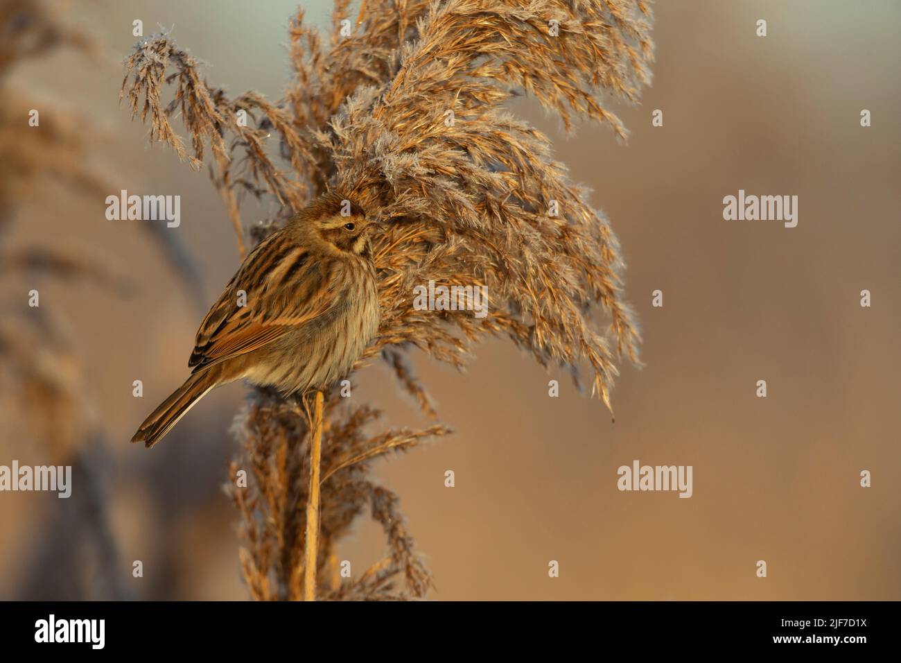 Common reed bunting Emberiza schoeniclus, first winter female feeding ...