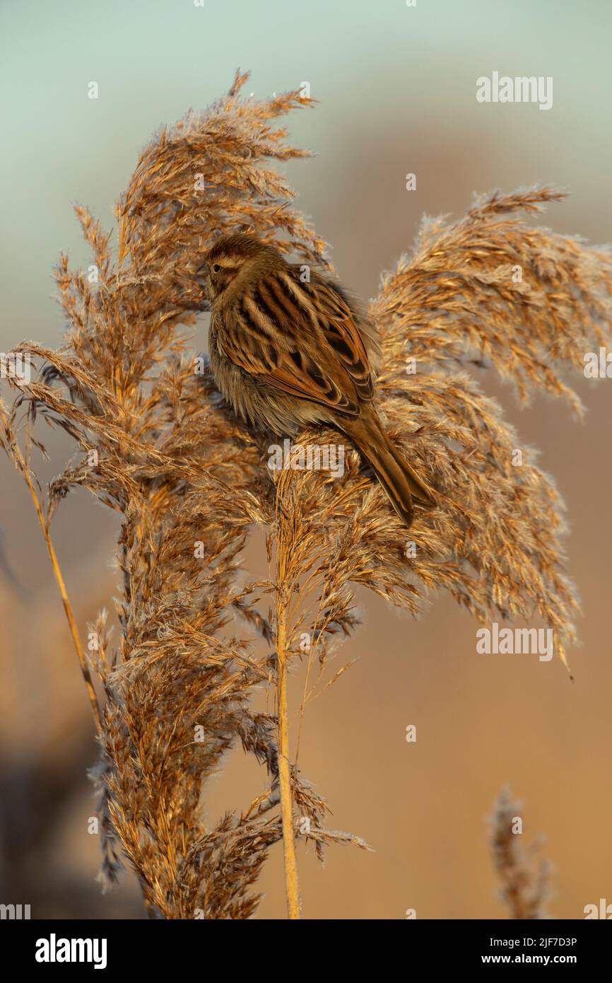 Weston airfield hi-res stock photography and images - Alamy