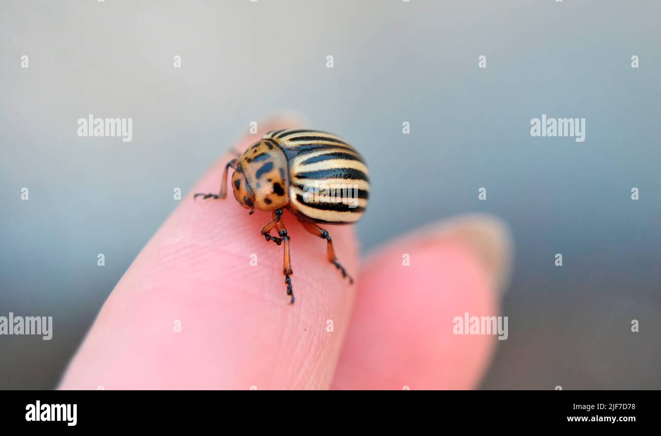 Colorado beetle close-up on the hand. Extreme close up macro color ...