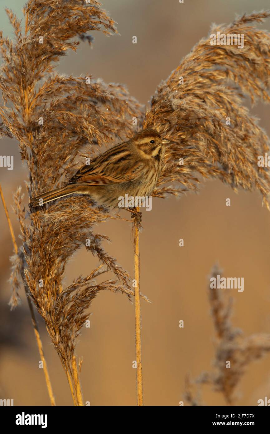 Common reed bunting Emberiza schoeniclus, first winter female feeding ...