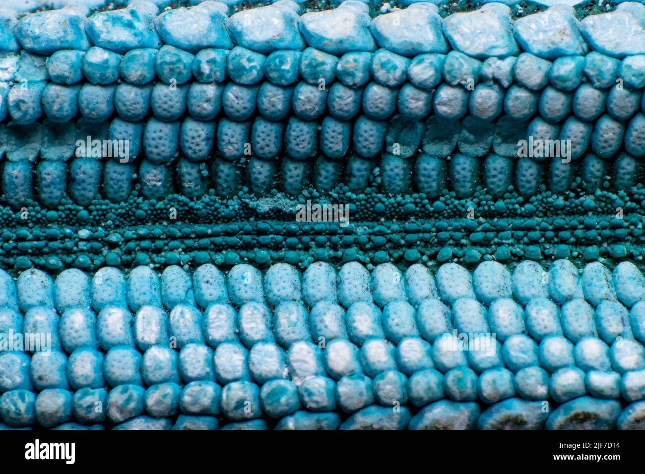 Turquoise starfish texture closeup. Marine background Stock Photo - Alamy