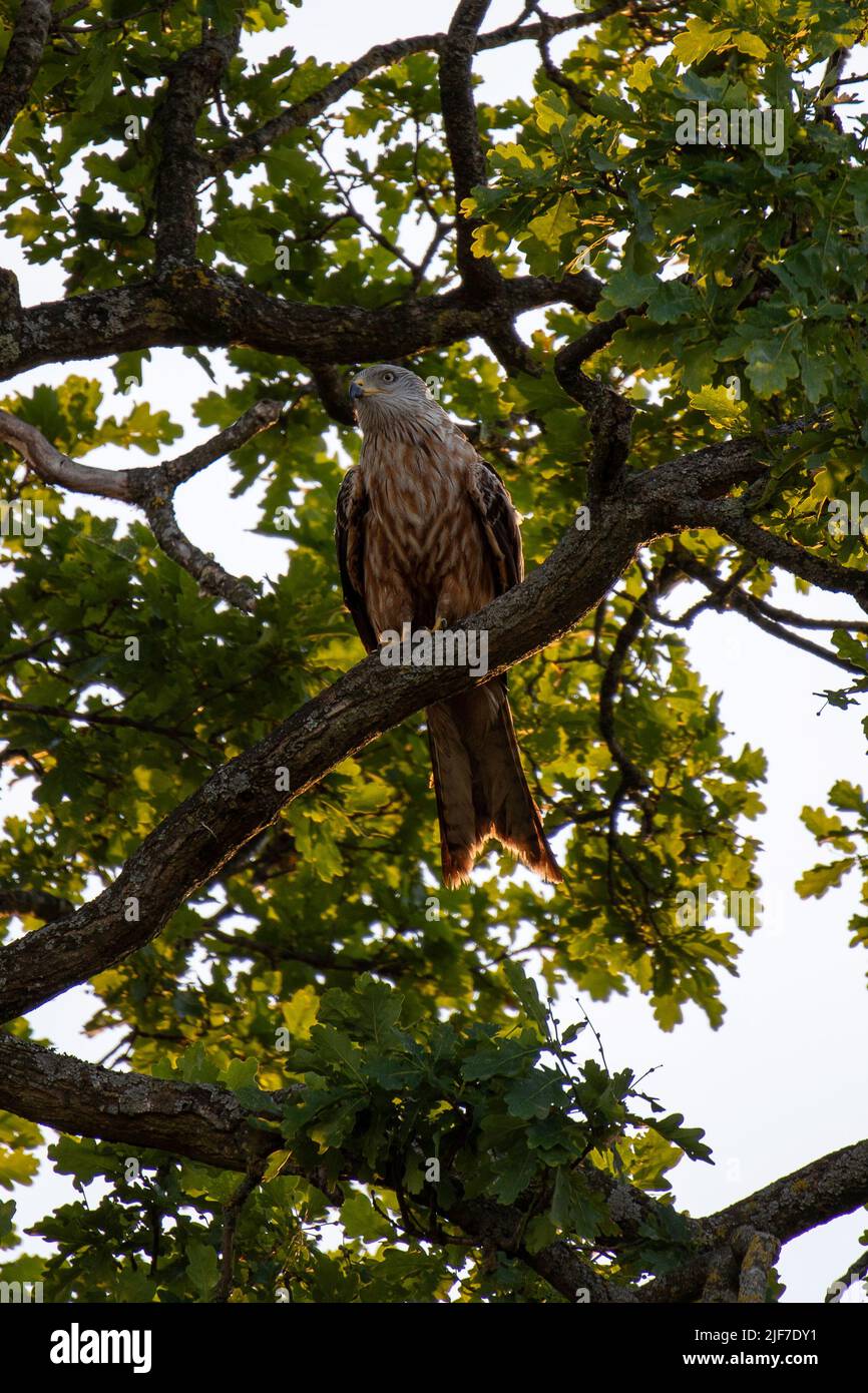 Red Kite in an oak tree Stock Photo - Alamy