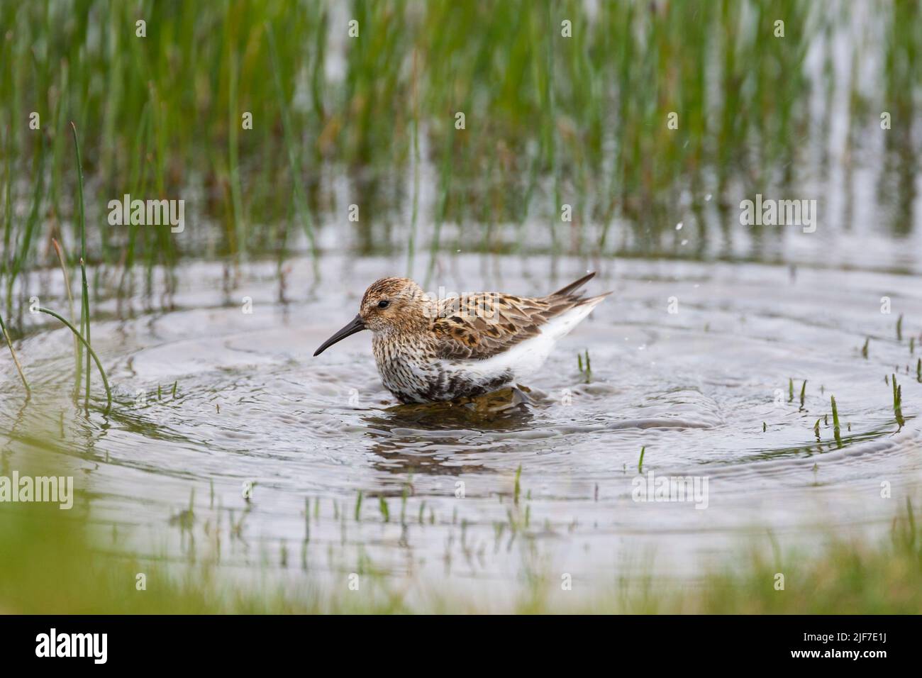 Dunlin Calidris alpina, adult bathing in shallow loch, Fetlar, Shetland ...
