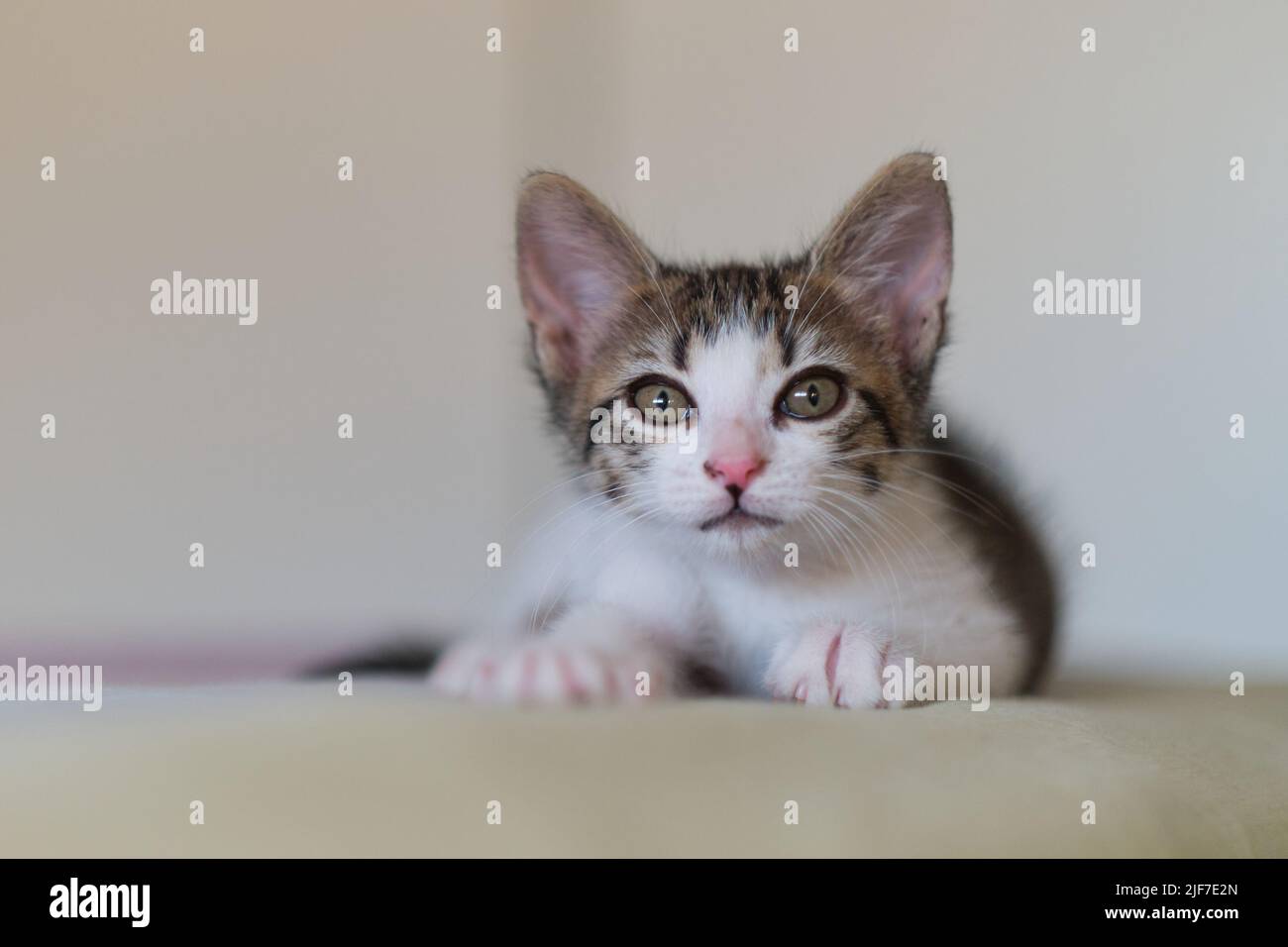Cute baby staring camera hi-res stock photography and images - Alamy