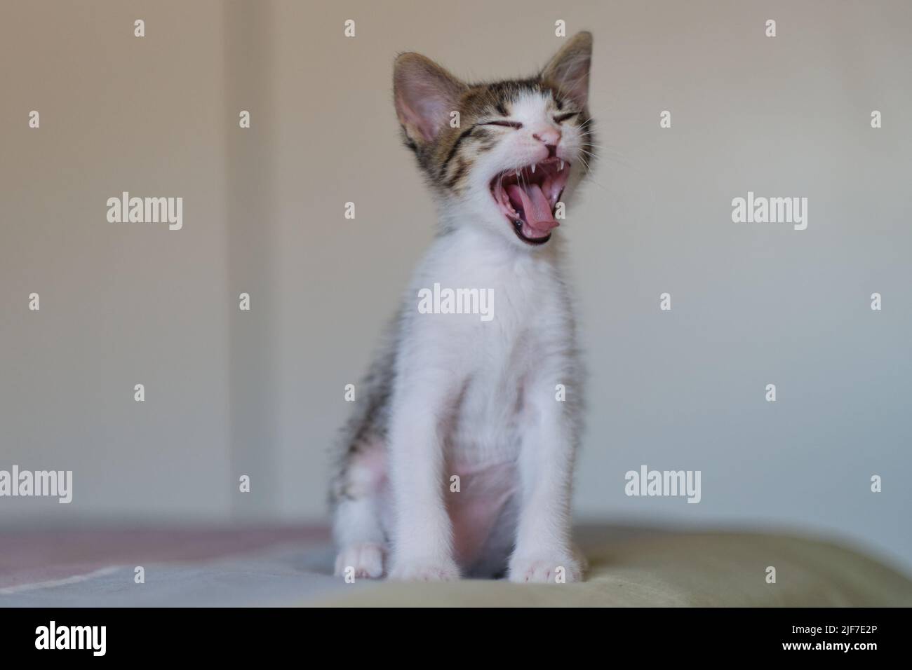 Small yawn yawning young hi-res stock photography and images - Alamy