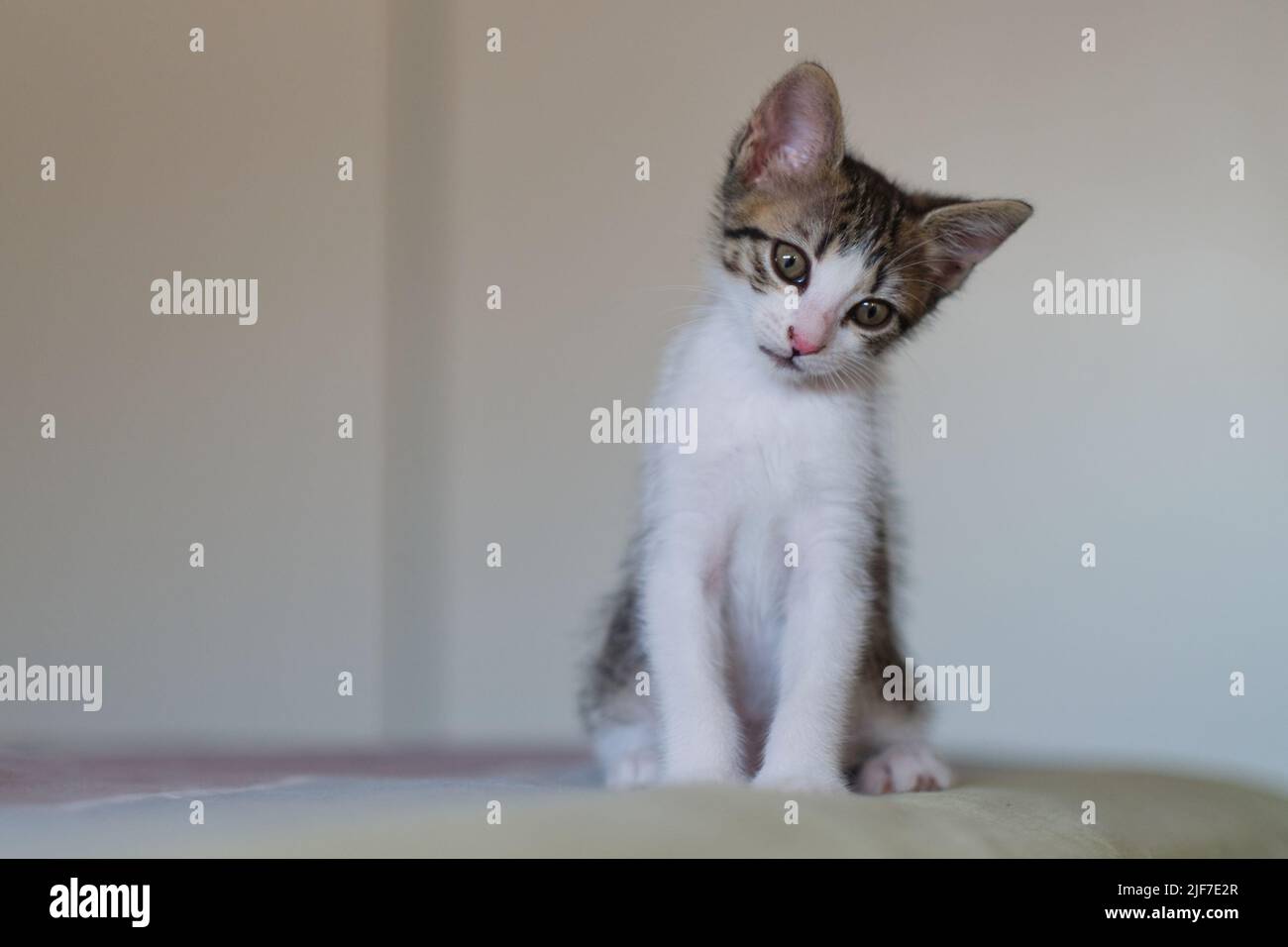 kitten cat staring at camera Stock Photo - Alamy