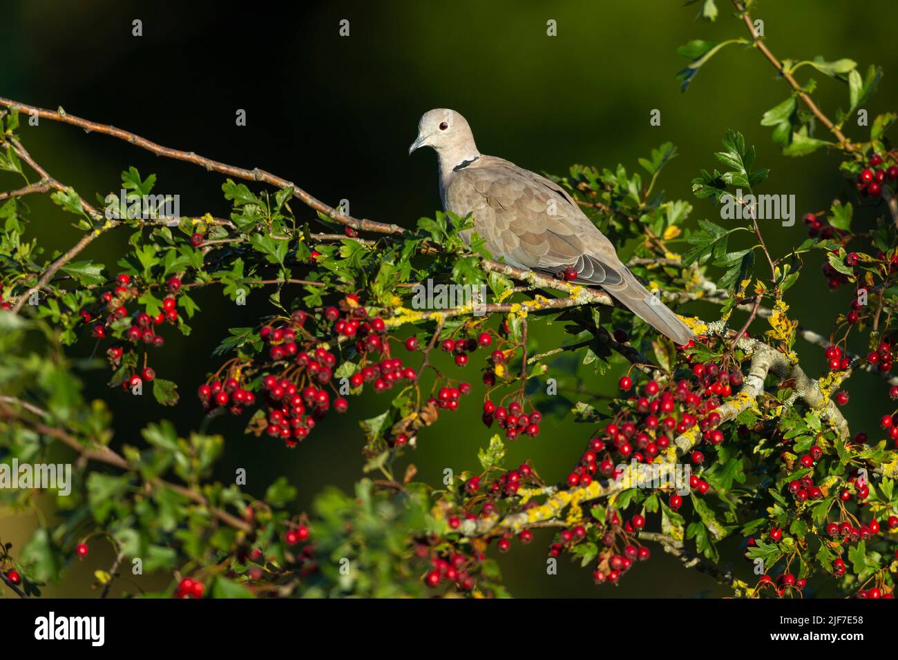 Dove in hawthorn hi-res stock photography and images - Alamy