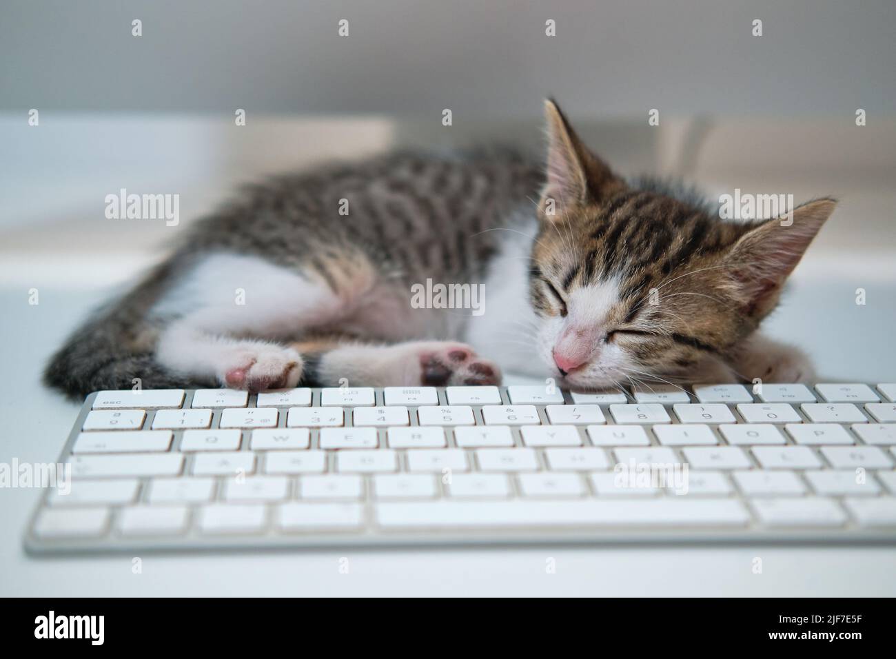 kitten cat sleeping in computer table Stock Photo - Alamy