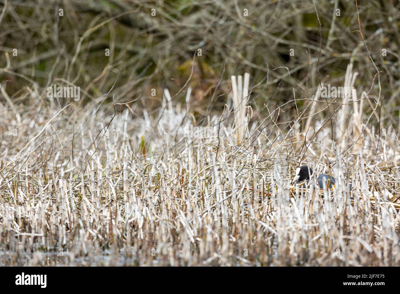 Eurasian coot Fulica atra, adult sitting on nest in dense emergent ...