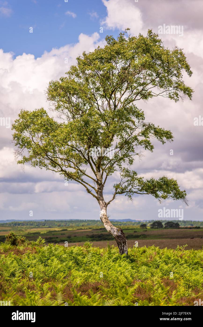 Silver birch tree summer hi-res stock photography and images - Alamy