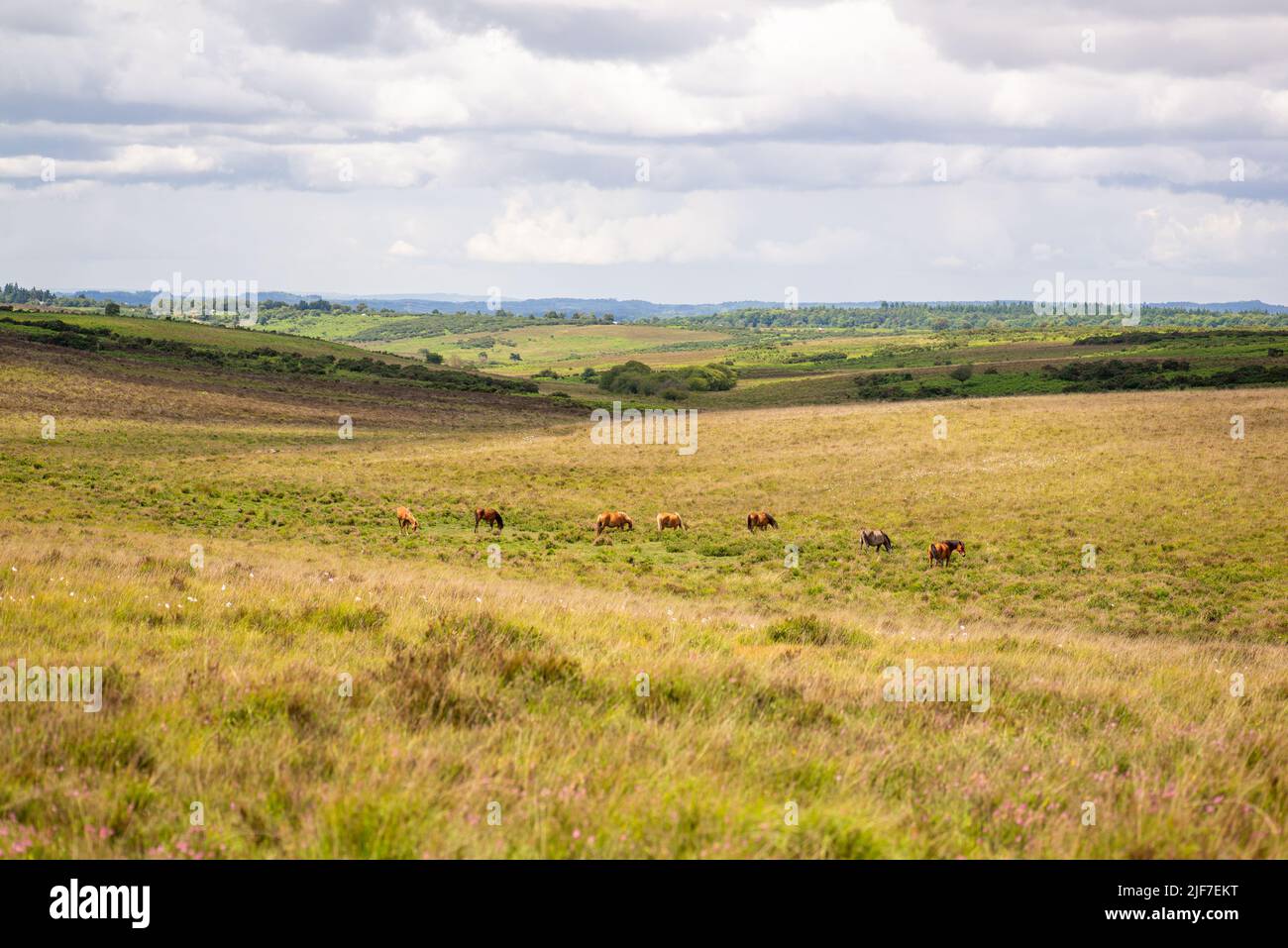 New Forest heathland landscape in summer, Hampshire, UK Stock Photo - Alamy