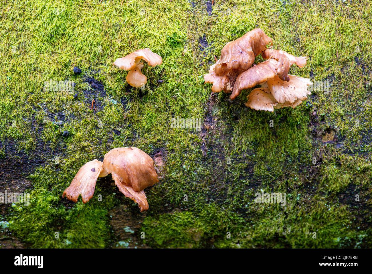 Decay rot fungus hi-res stock photography and images - Alamy