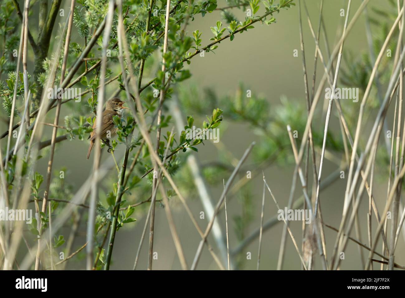 Eurasian reed warbler Acrocephalus scirpaceus, perched in reedbed ...
