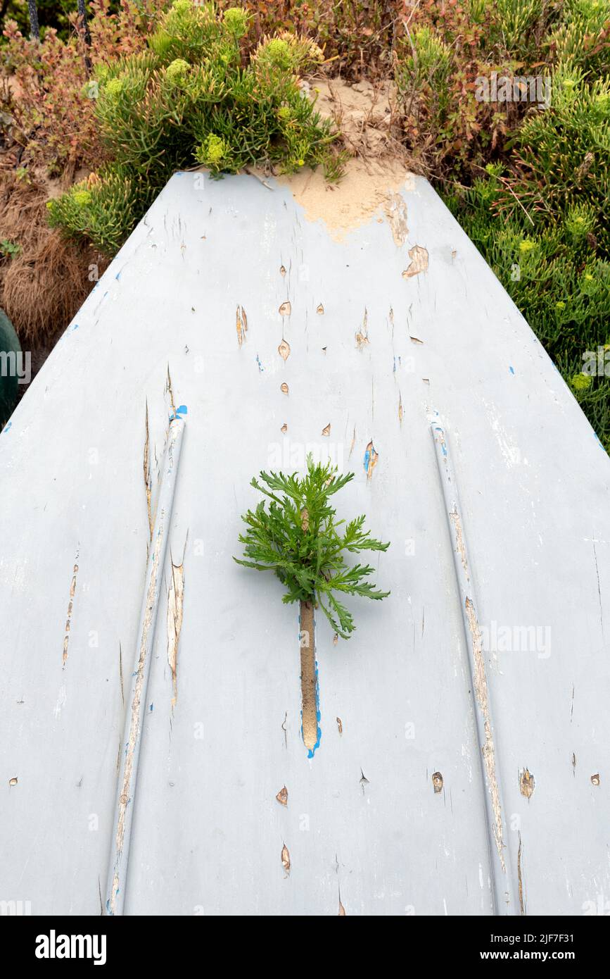 Plants growing on the hull of a wooden boat Stock Photo - Alamy