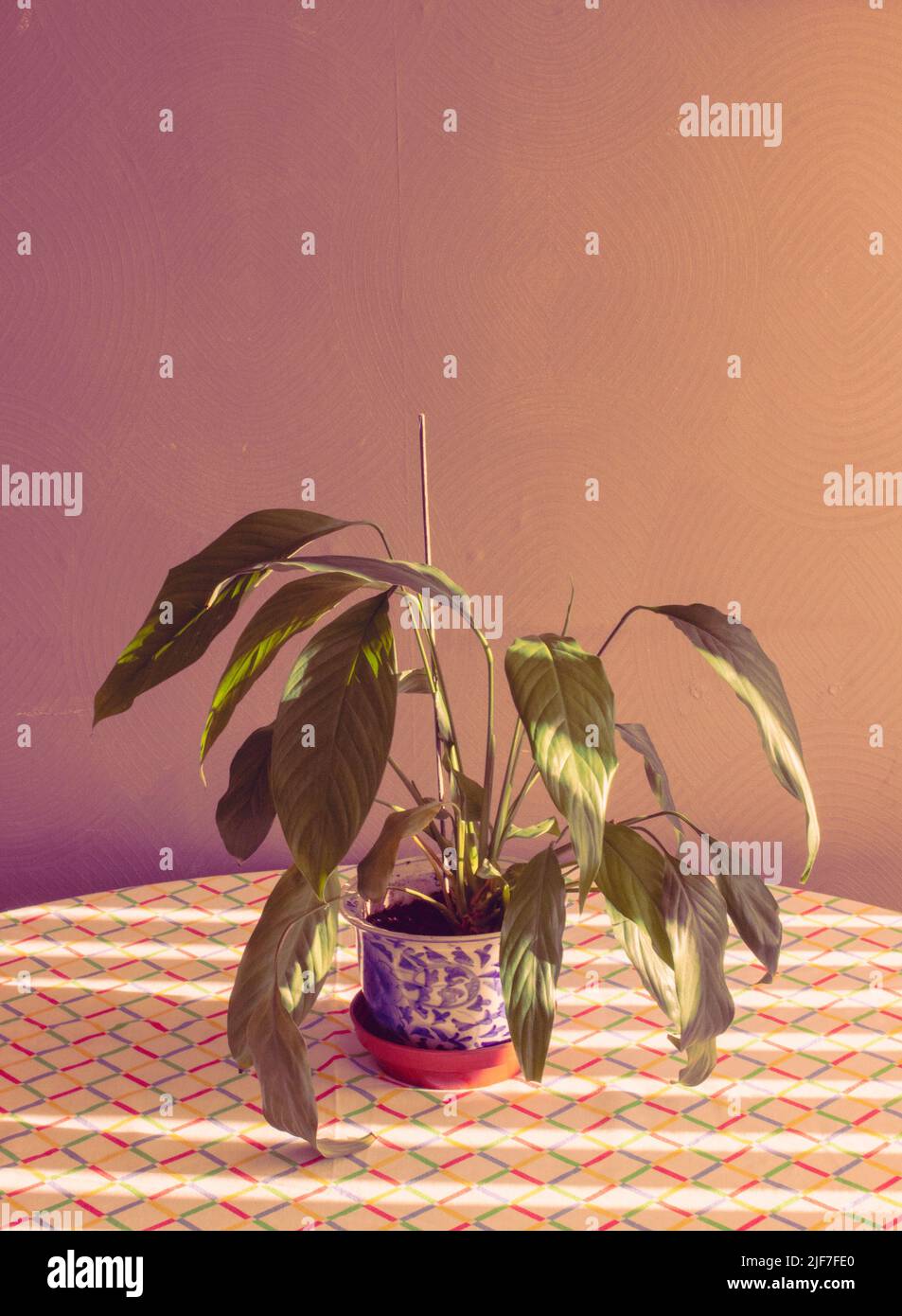 Retro houseplant hi-res stock photography and images - Alamy