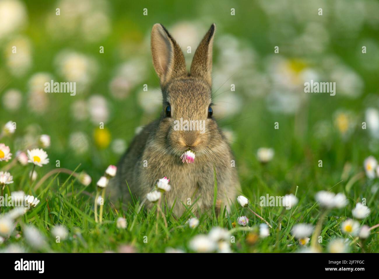 European rabbit Oryctolagus cuniculus, in wildflower meadow ...