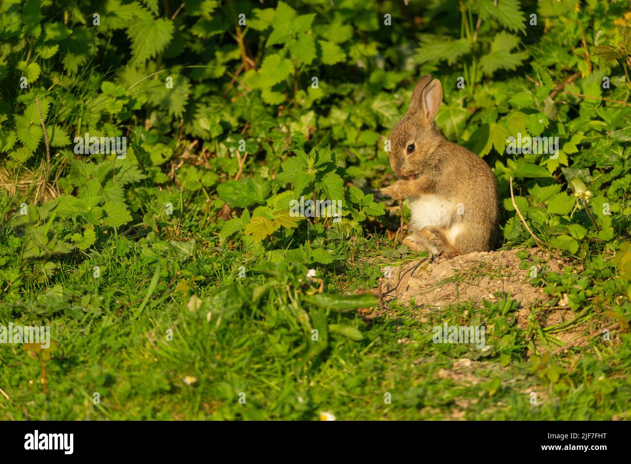 European rabbit Oryctolagus cuniculus, washing, Marlborough, Wiltshire ...