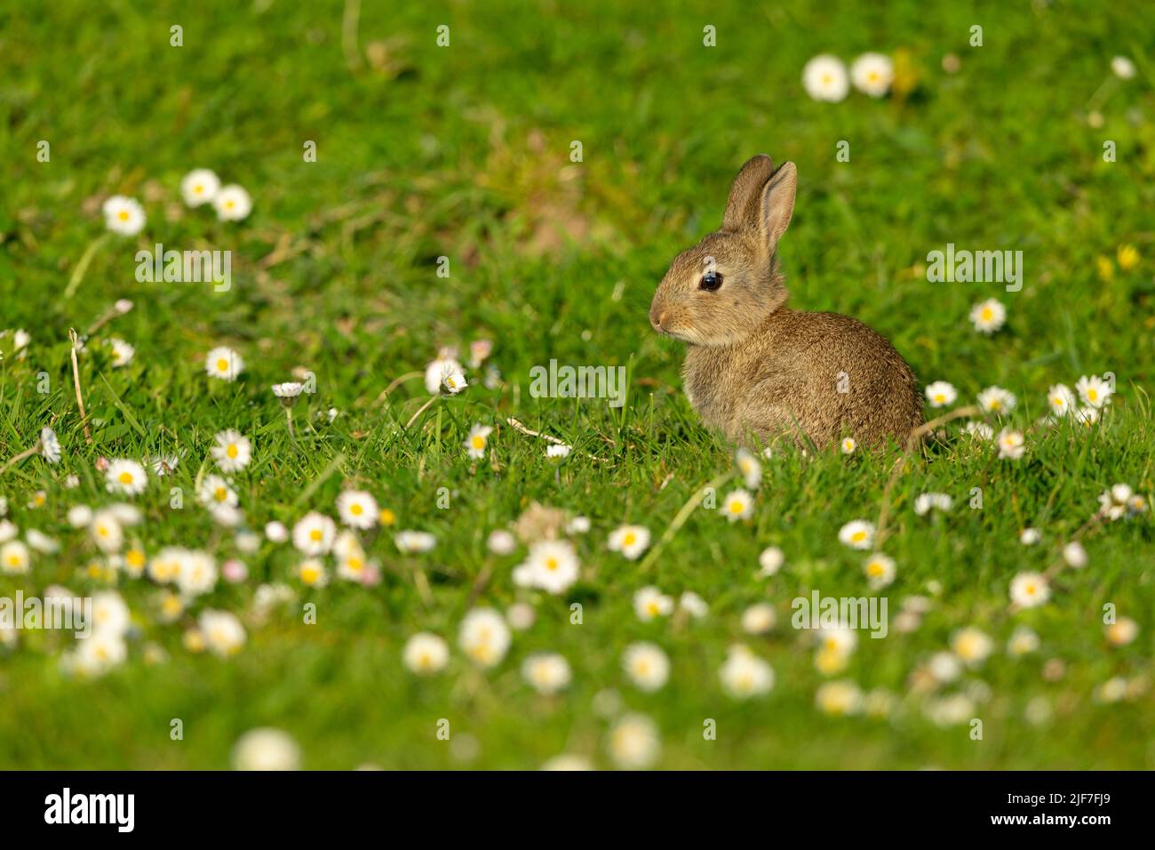 European rabbit Oryctolagus cuniculus, in wildflower meadow ...