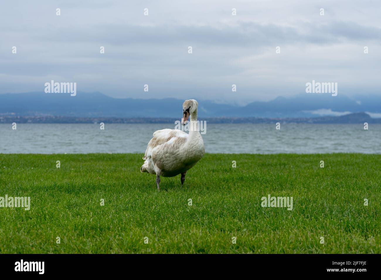 Swan looking at the camera, standing on the green grass Stock Photo - Alamy