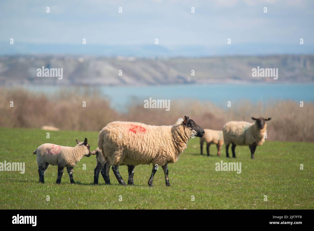 Sheep and lambs in field on Gower, Wales, UK Stock Photo - Alamy