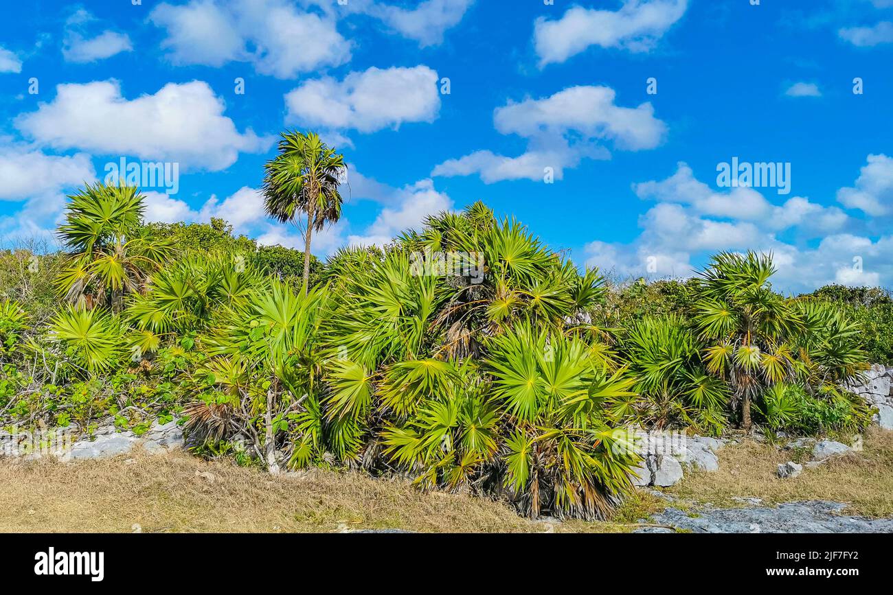 Ancient Tulum ruins Mayan site with temple ruins pyramids and artifacts ...