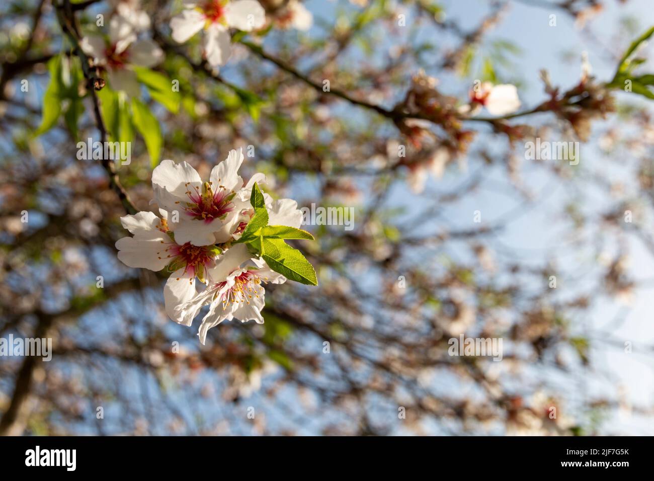 Close up almond blossoms on hi-res stock photography and images - Alamy