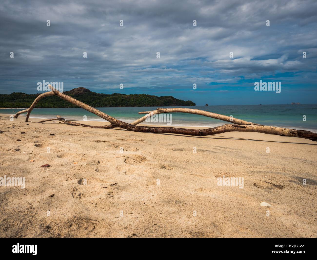 The fallen tree on the sandy beach against the sea and cloudy sky Stock ...