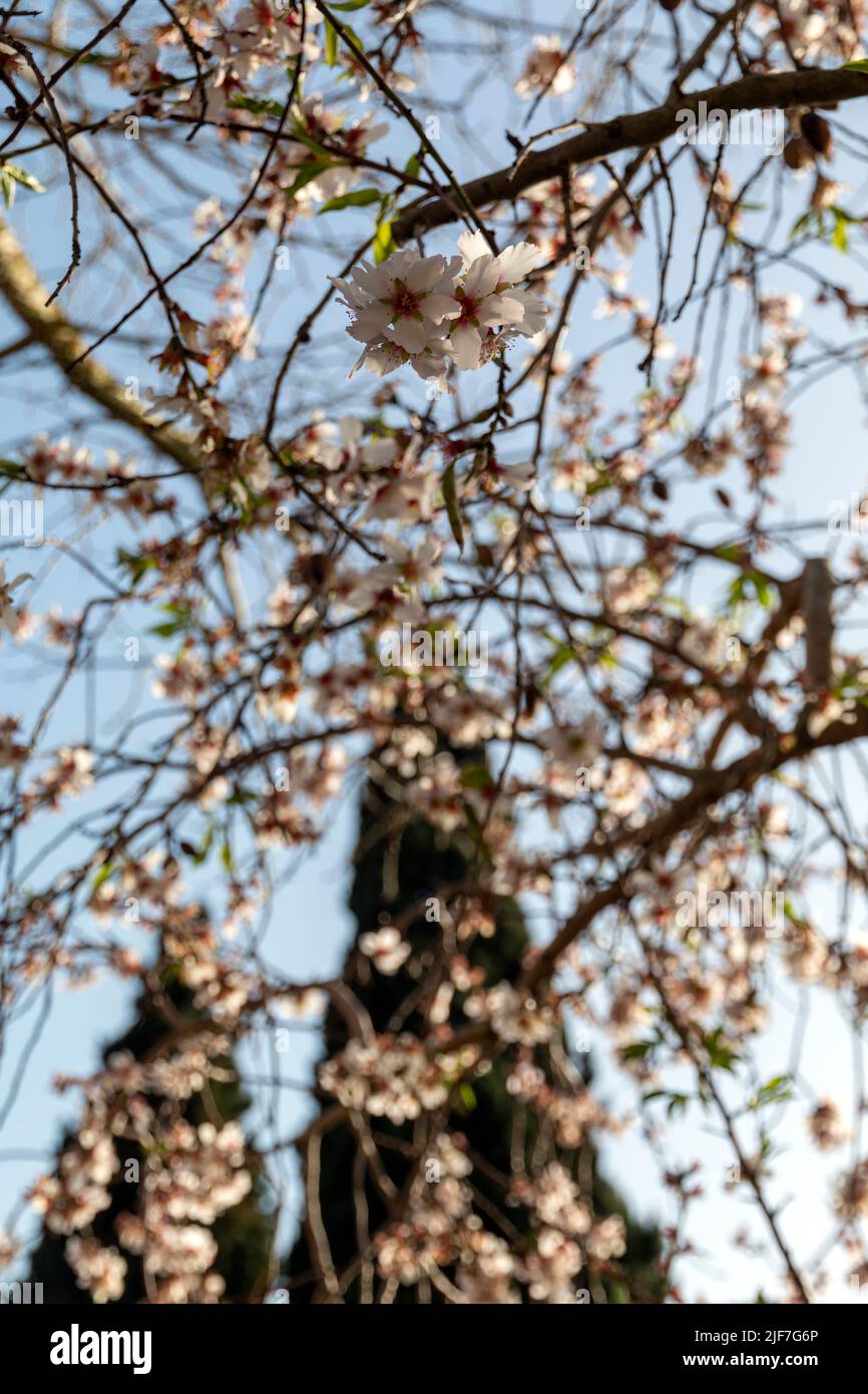 Delicate almond blossoms in bloom hi-res stock photography and images ...