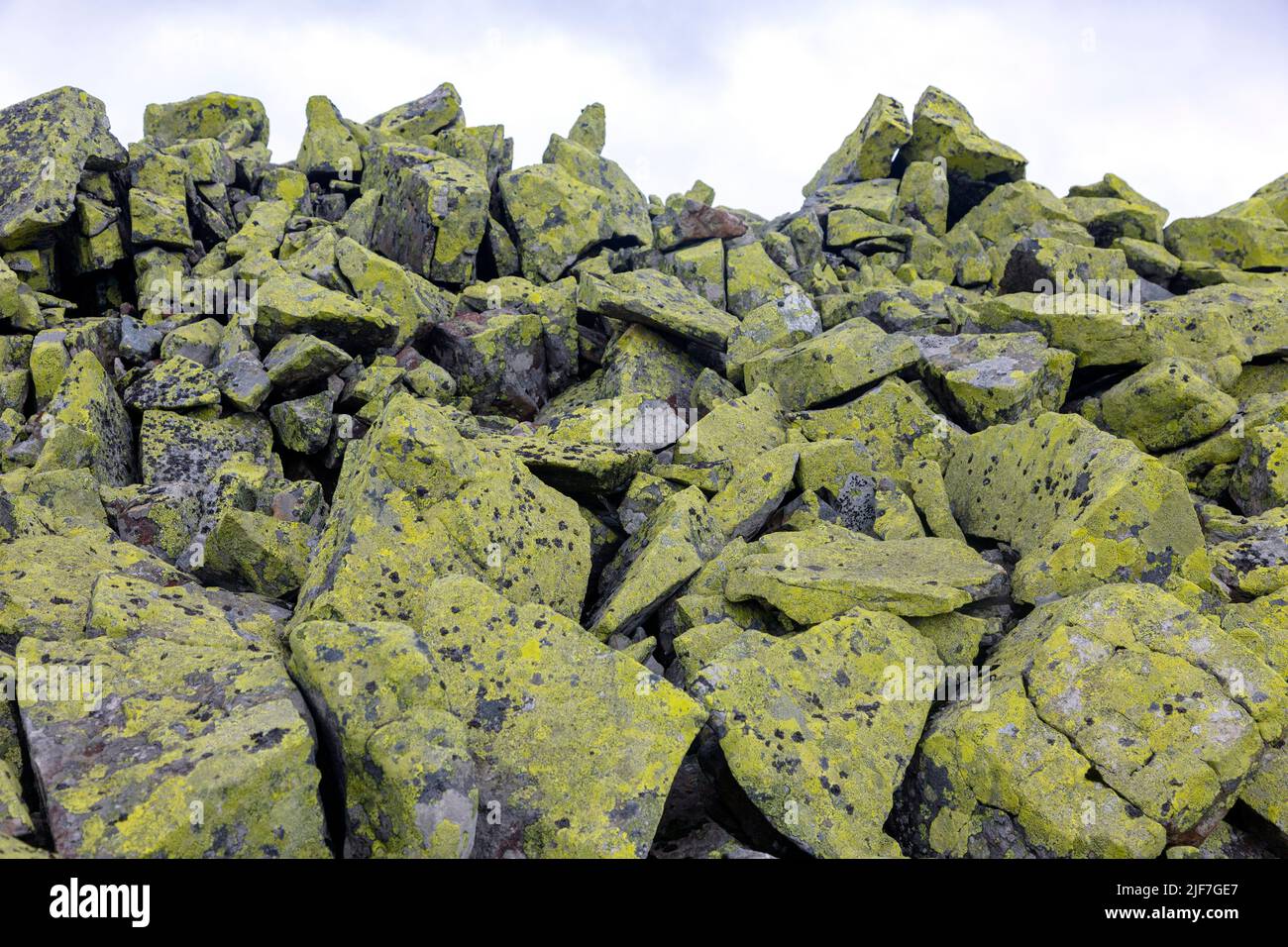 Many large stones covered with yellow lichen. A light abstract stone ...