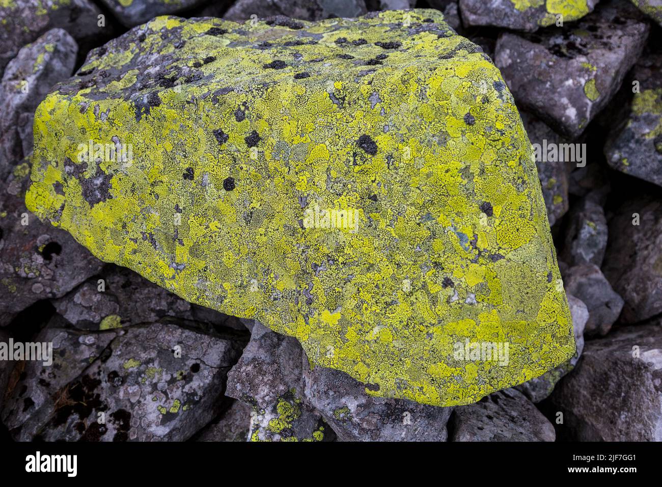 A yellow Moss and lichen, fungus on the stones in the mountains. Grey ...