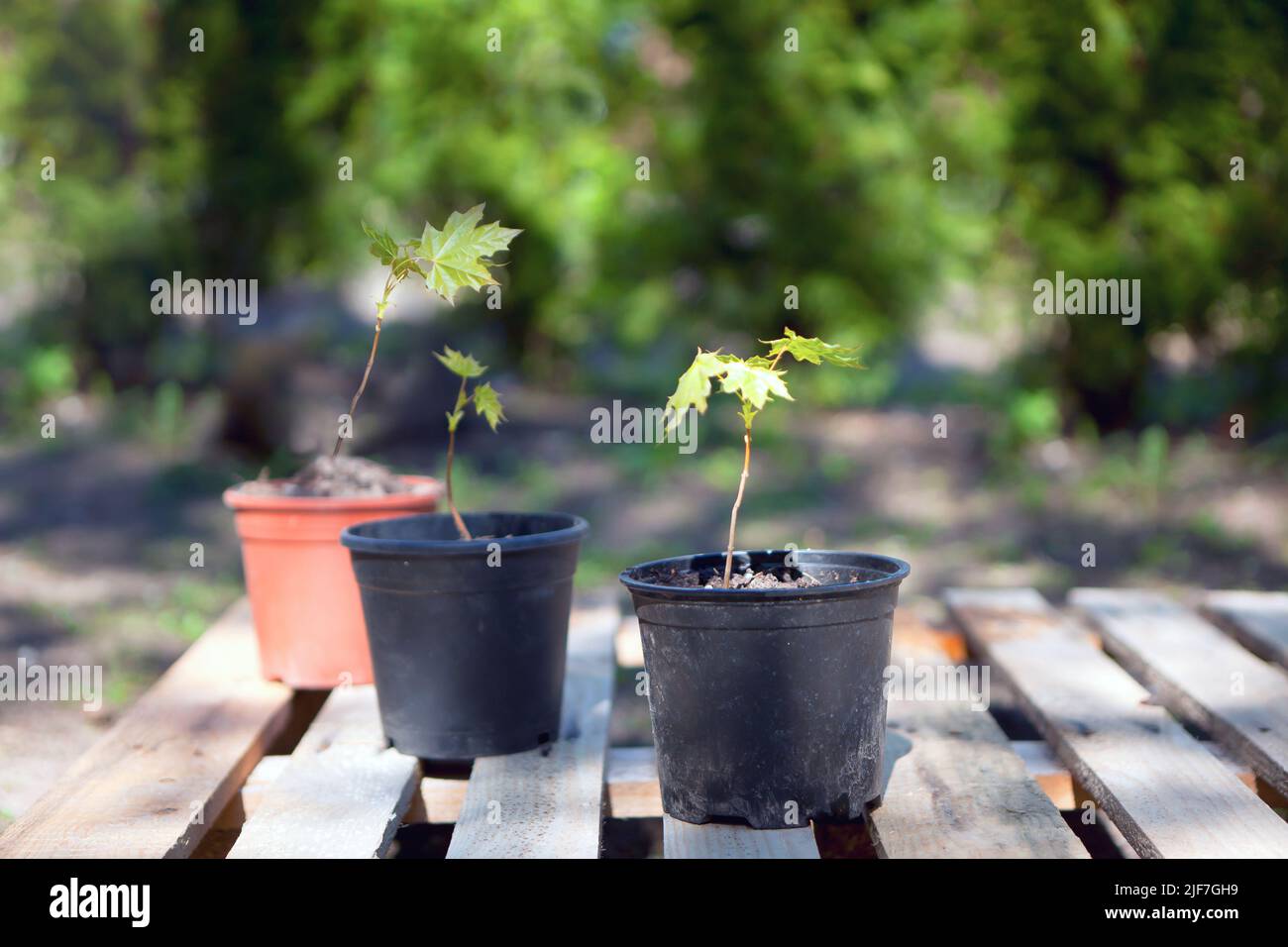 potted maple seedlings. Row of young maple trees in plastic pots ...