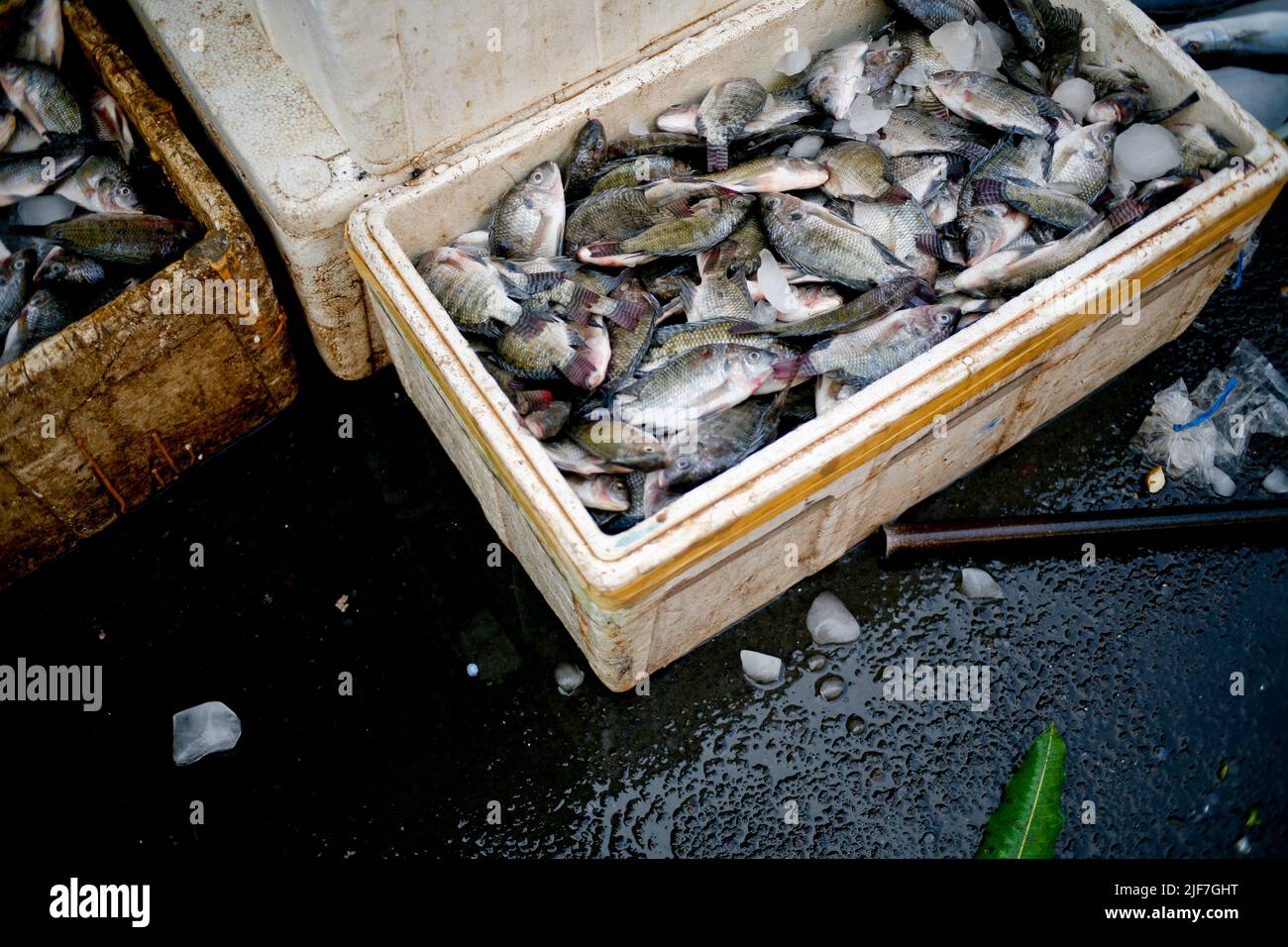 Tilapia fish in the box Stock Photo - Alamy
