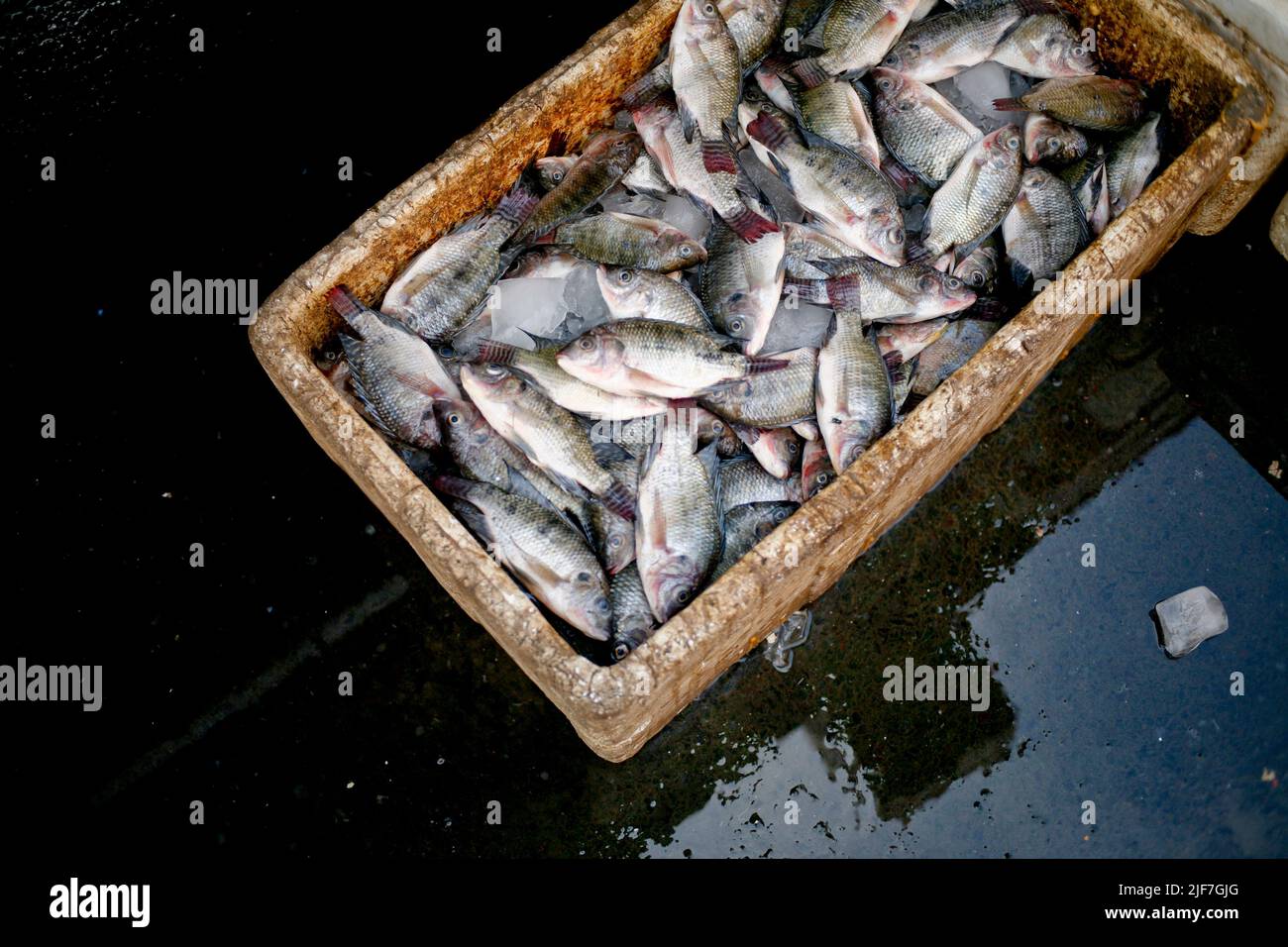Tilapia fish in the box Stock Photo - Alamy