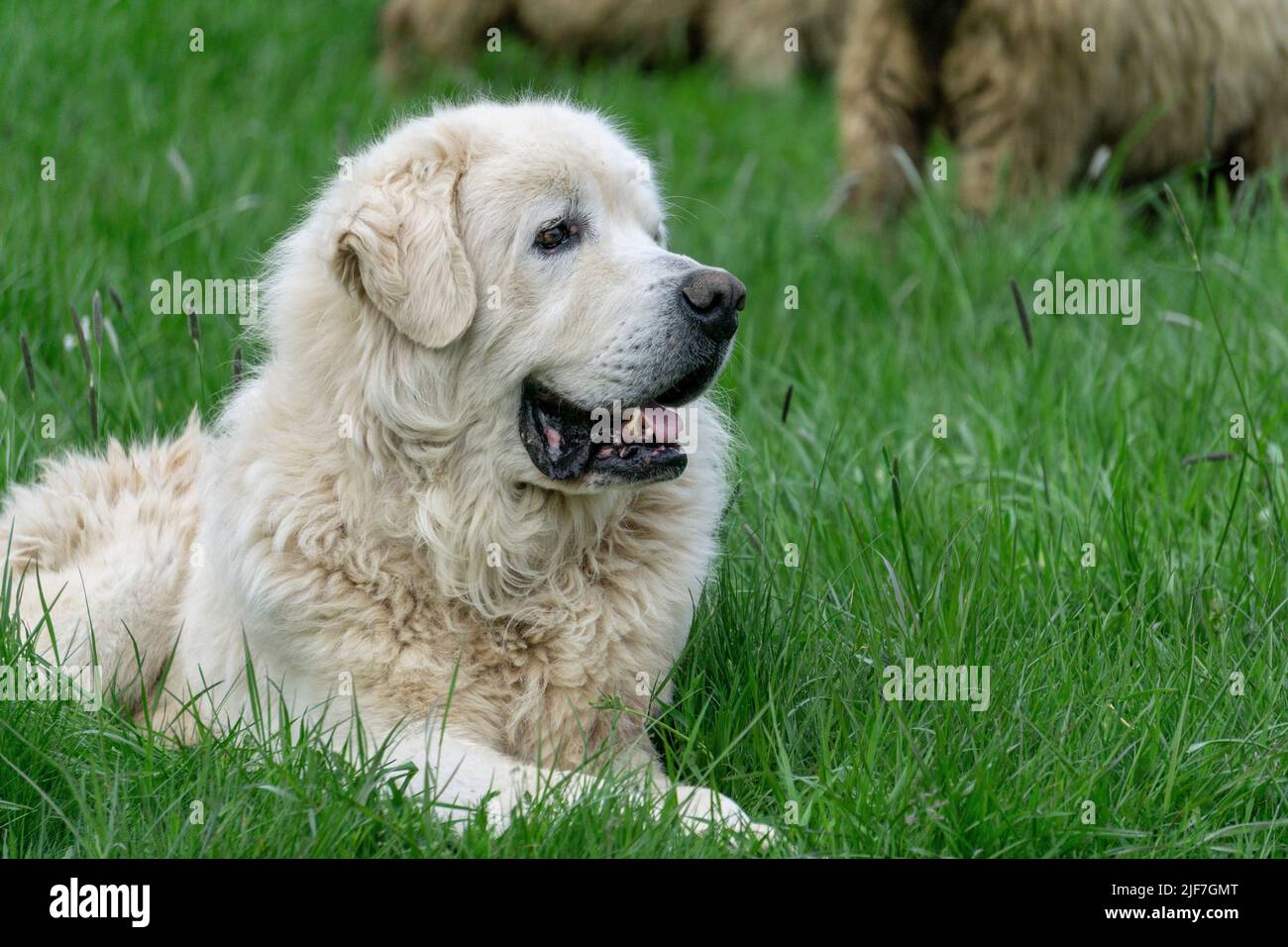A shepherd dog is guarding a herd of sheep in the Tatra Mountains Stock ...