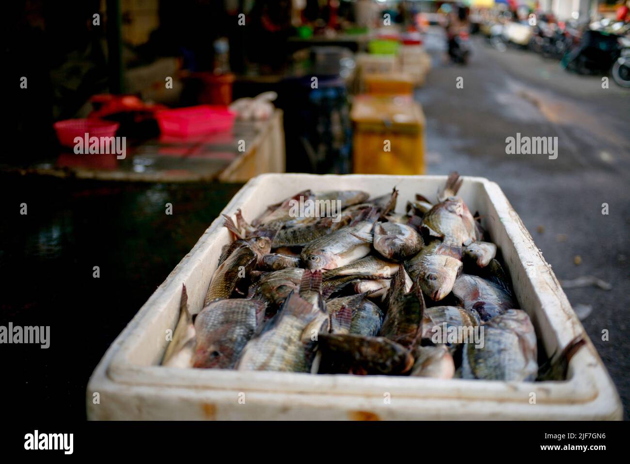 Tilapia fish in the box Stock Photo - Alamy