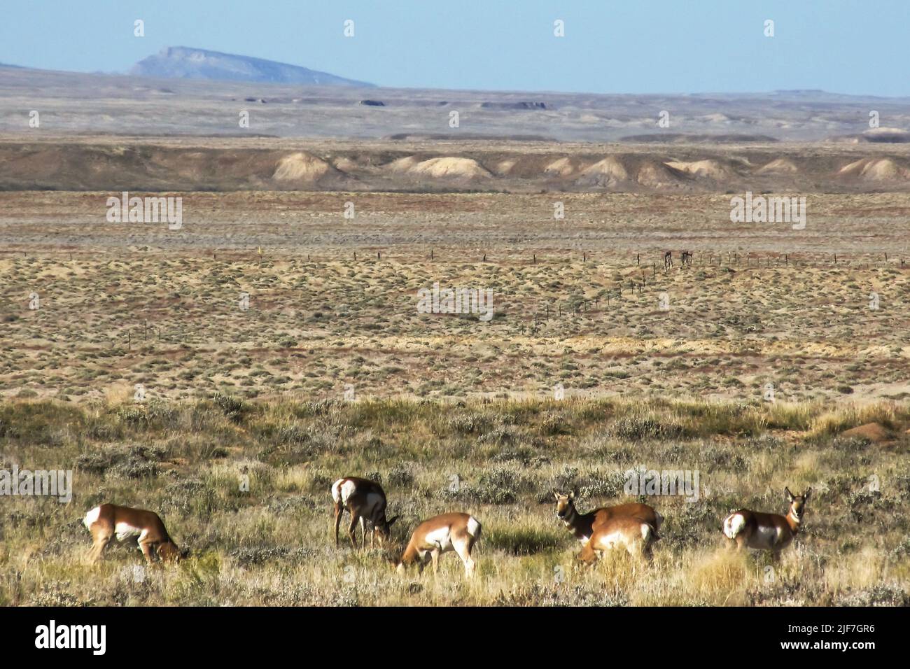 Pronghorn antelope on north american hi-res stock photography and ...